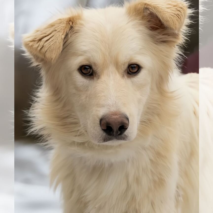 Взрослый пёс в добрые руки