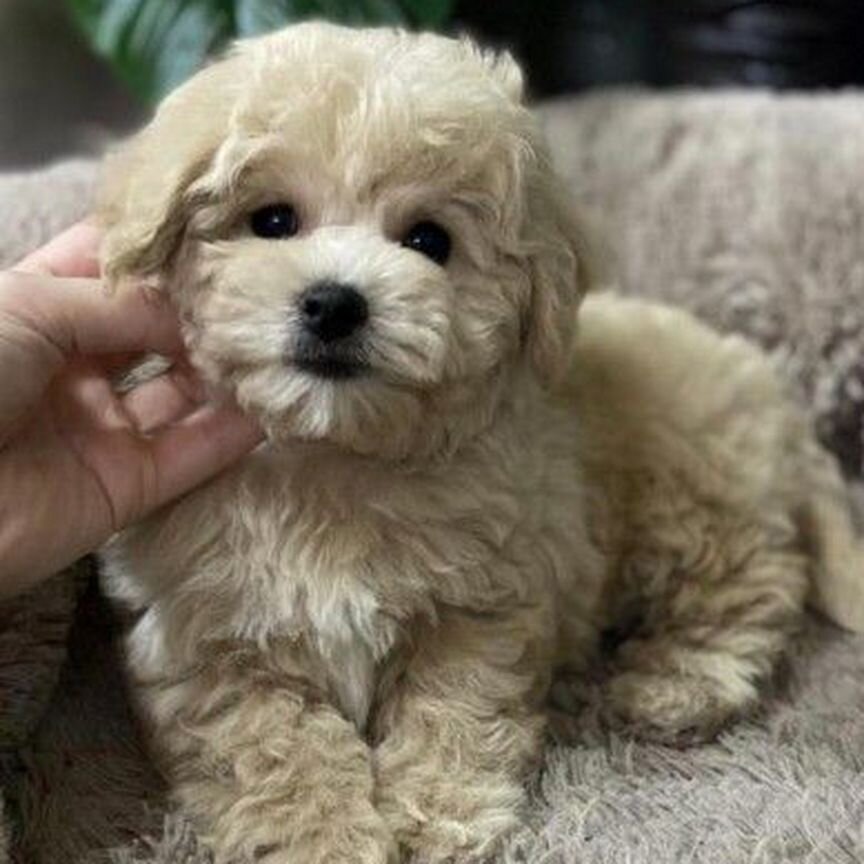 Плюшевые мишки