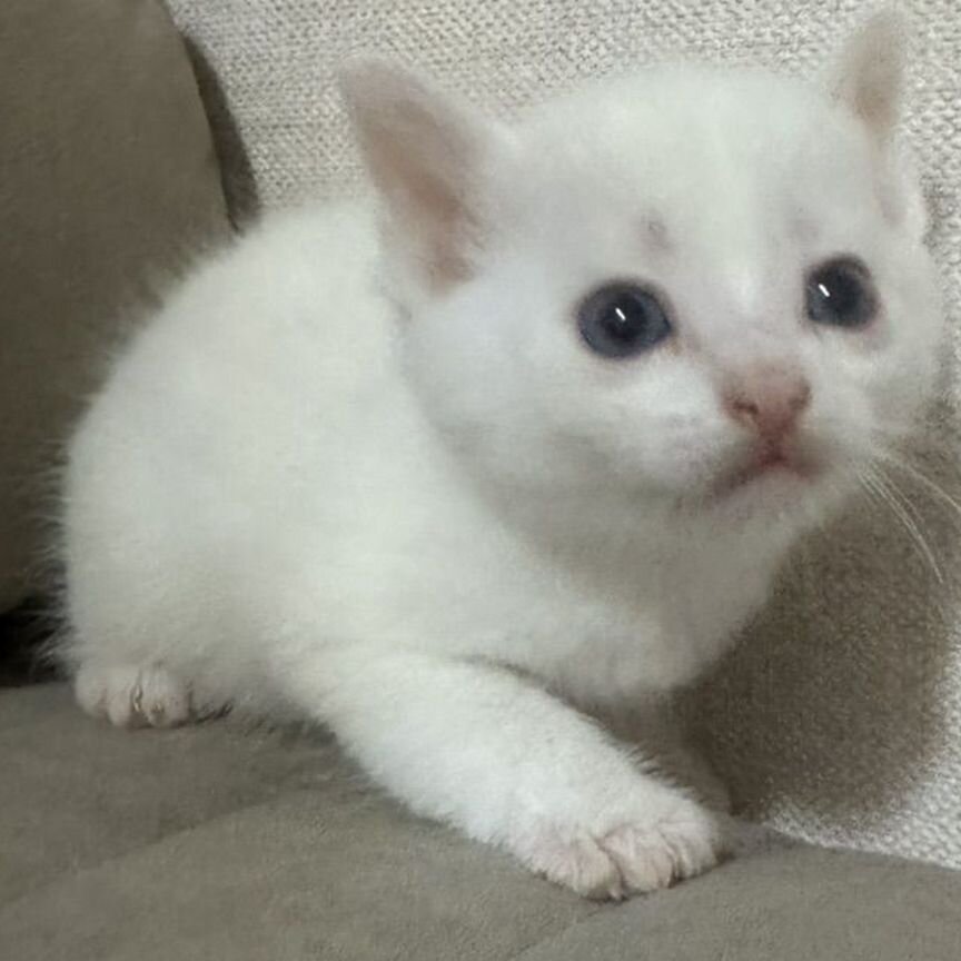 Белоснежные котята