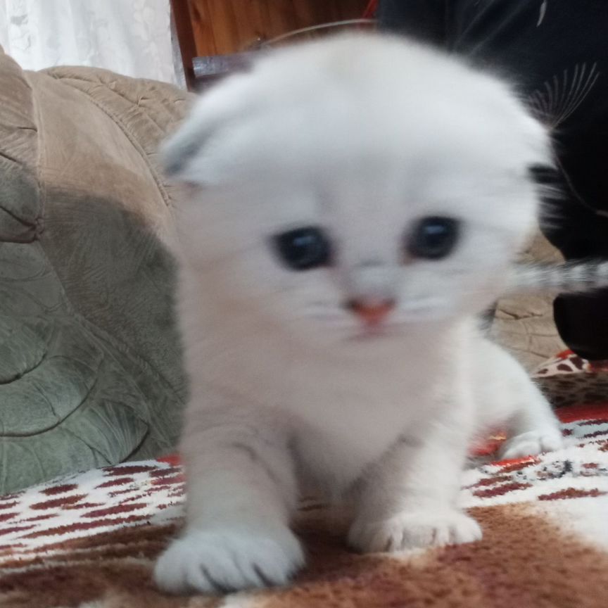 Шотландские вислоухие котята