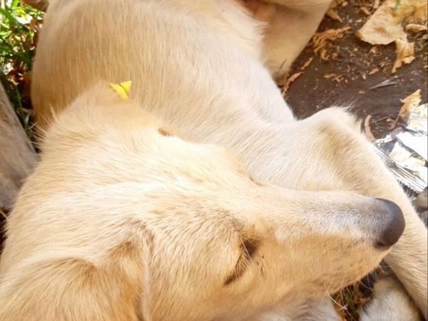 Собачку бросили ищем дом