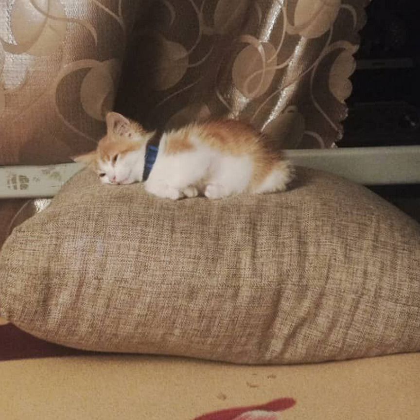 Котёнок рыжий