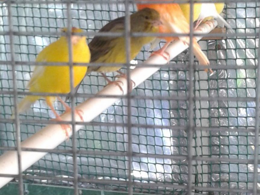 Кенары и канарейки, опт