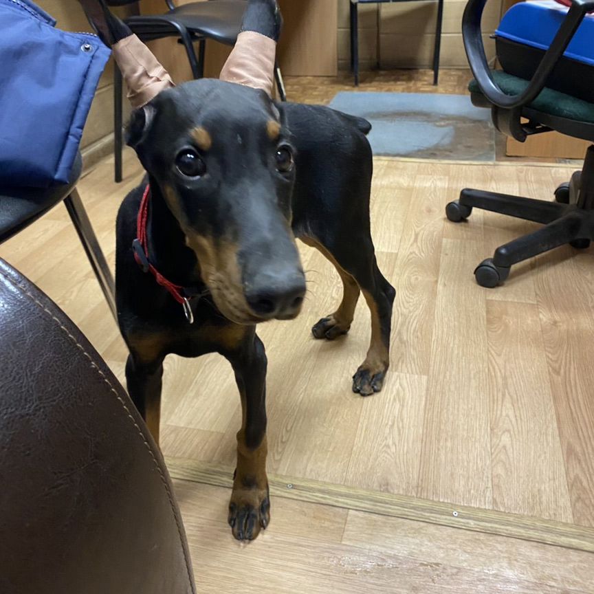 Доберман девочка РКФ