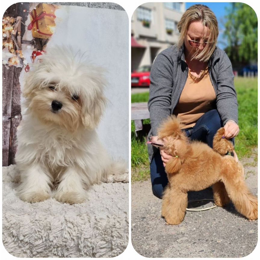 Четыре девочки мальтипу от этих родителей на фото