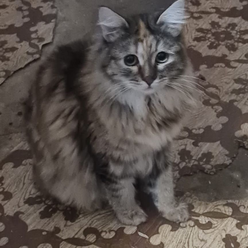 Котенок