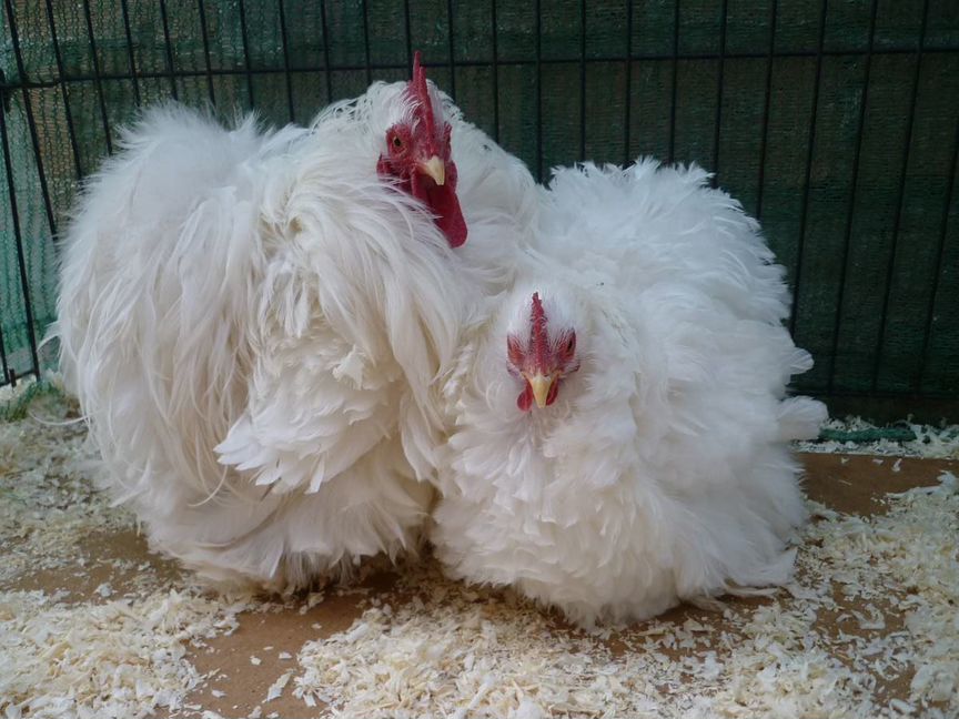 Петух и Кура