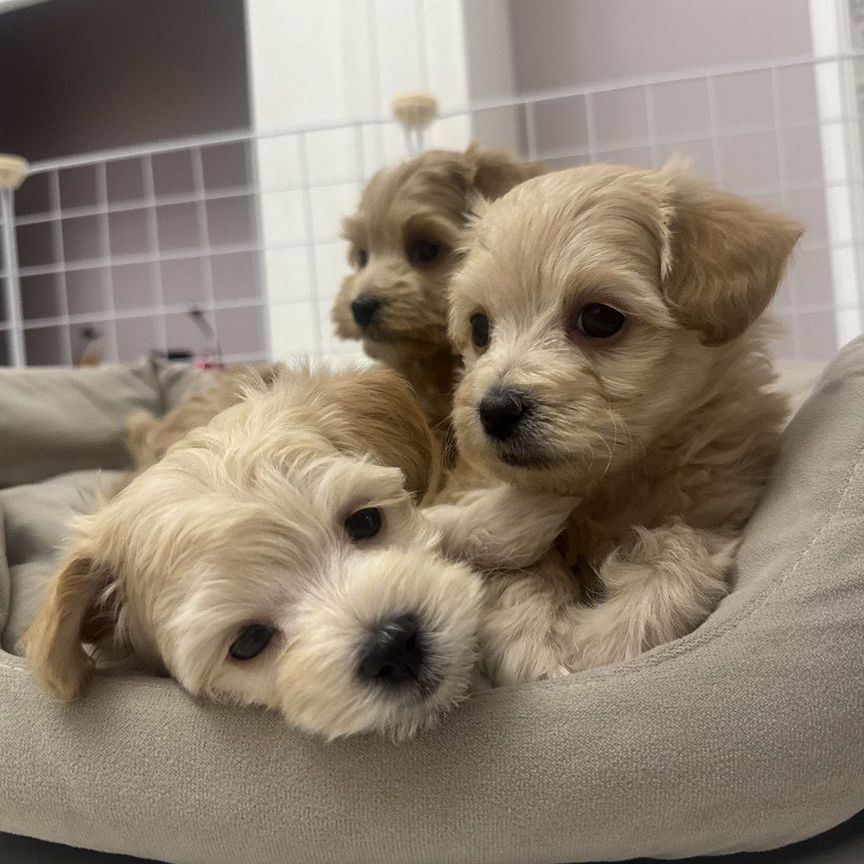 Мальтипу, щенок