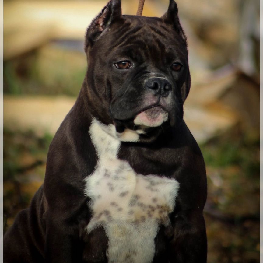 Американский булли, щенок