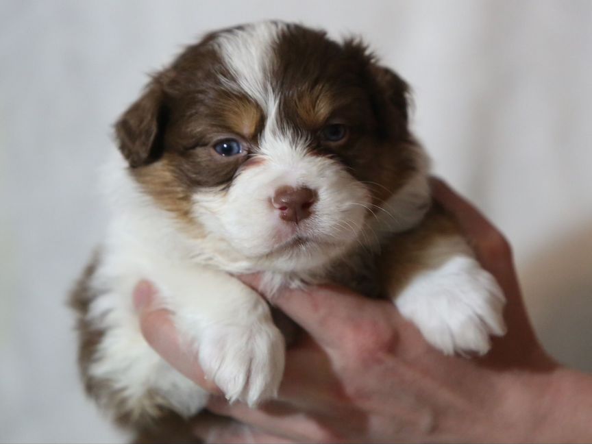 Щенок Аусси красный трик