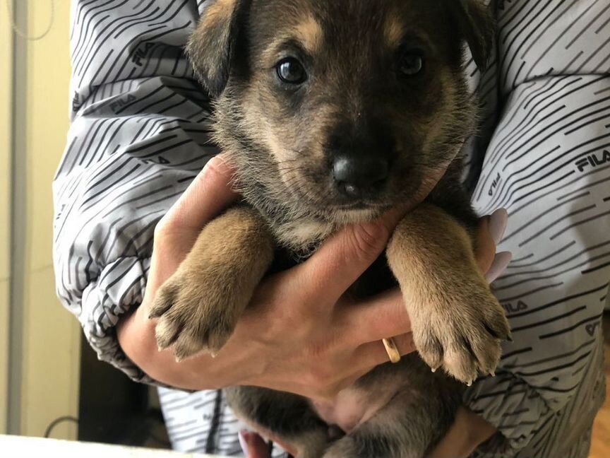 Щенки - карапузы в добрые руки