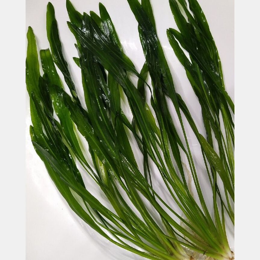 Эхинодорус Уругвайский Горемана