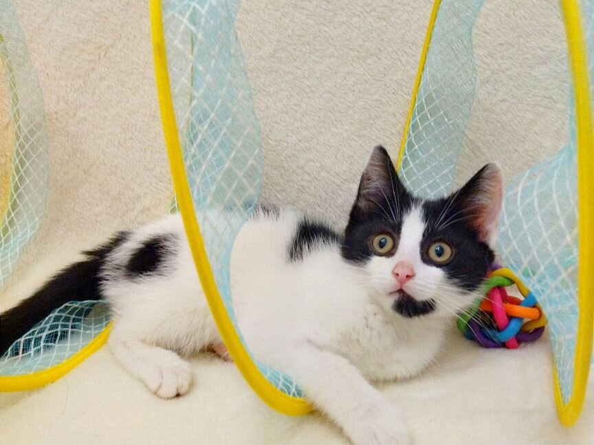 Пончик ищет дом