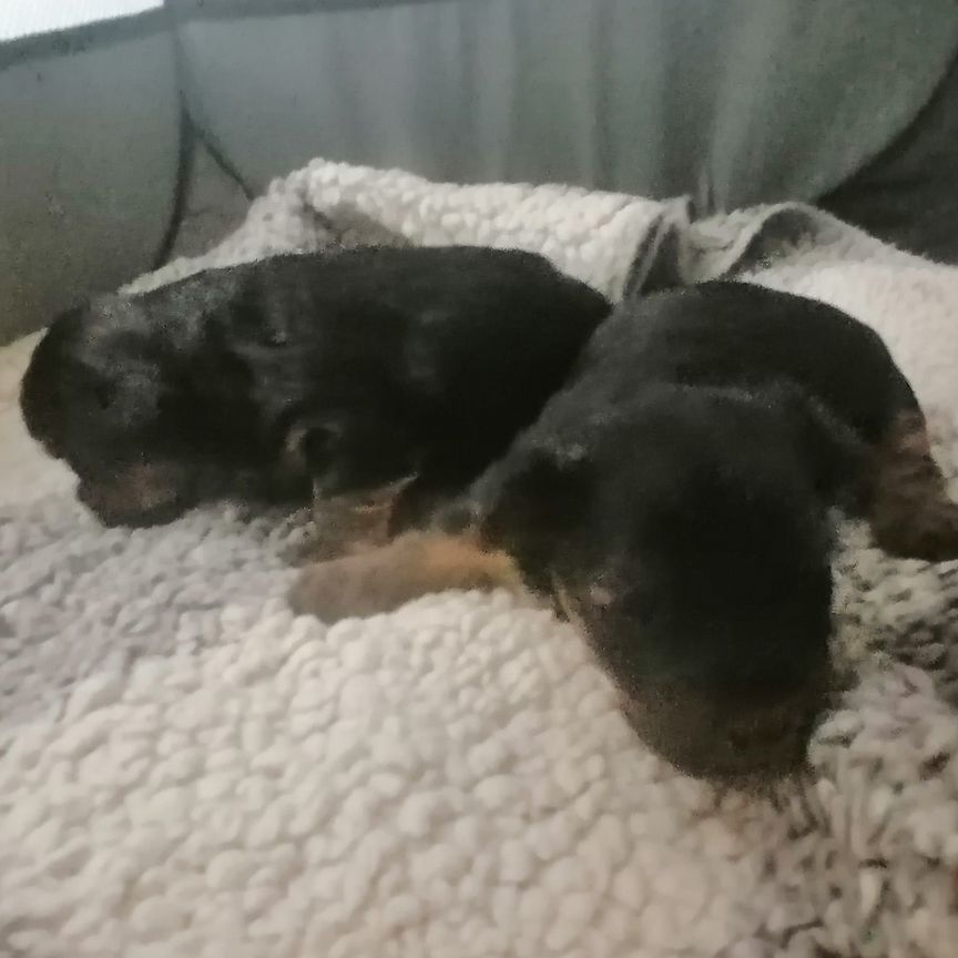 Йоркширский терьер, щенок