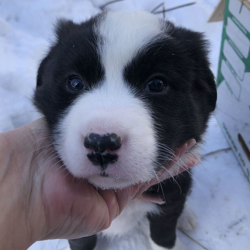 Щенок в добрые руки