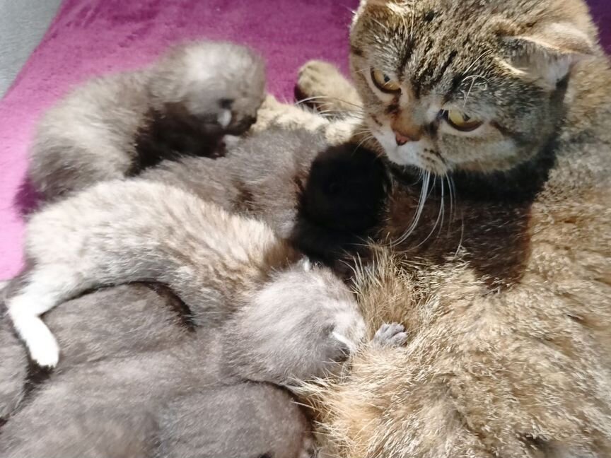 Британские котята