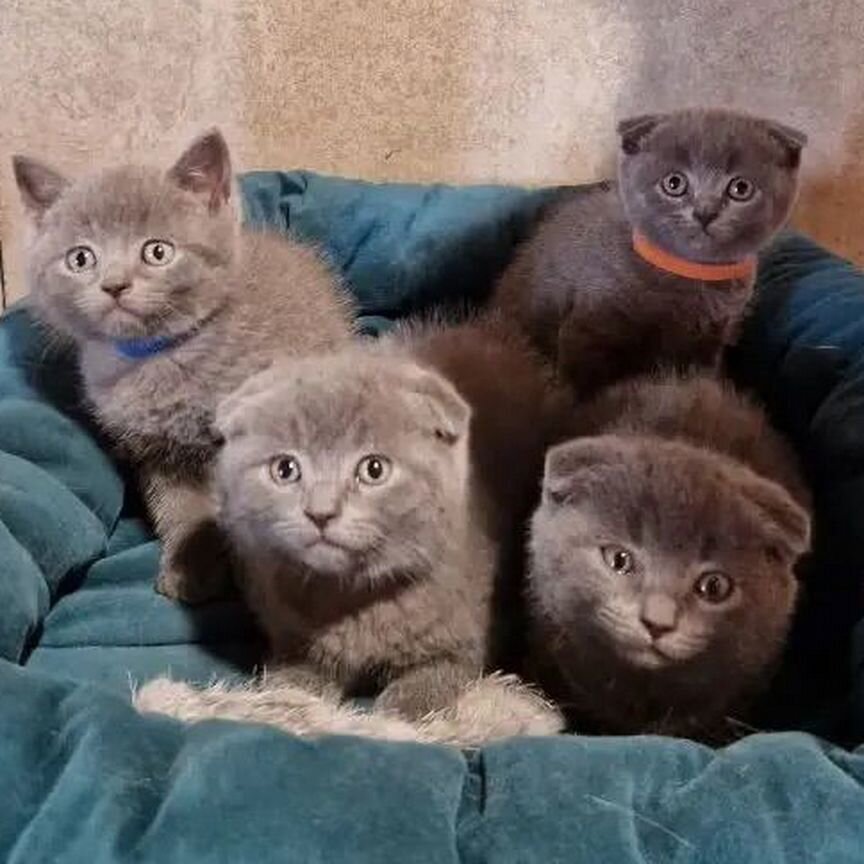 Шотландский вислоухий короткошёрстный котёнок