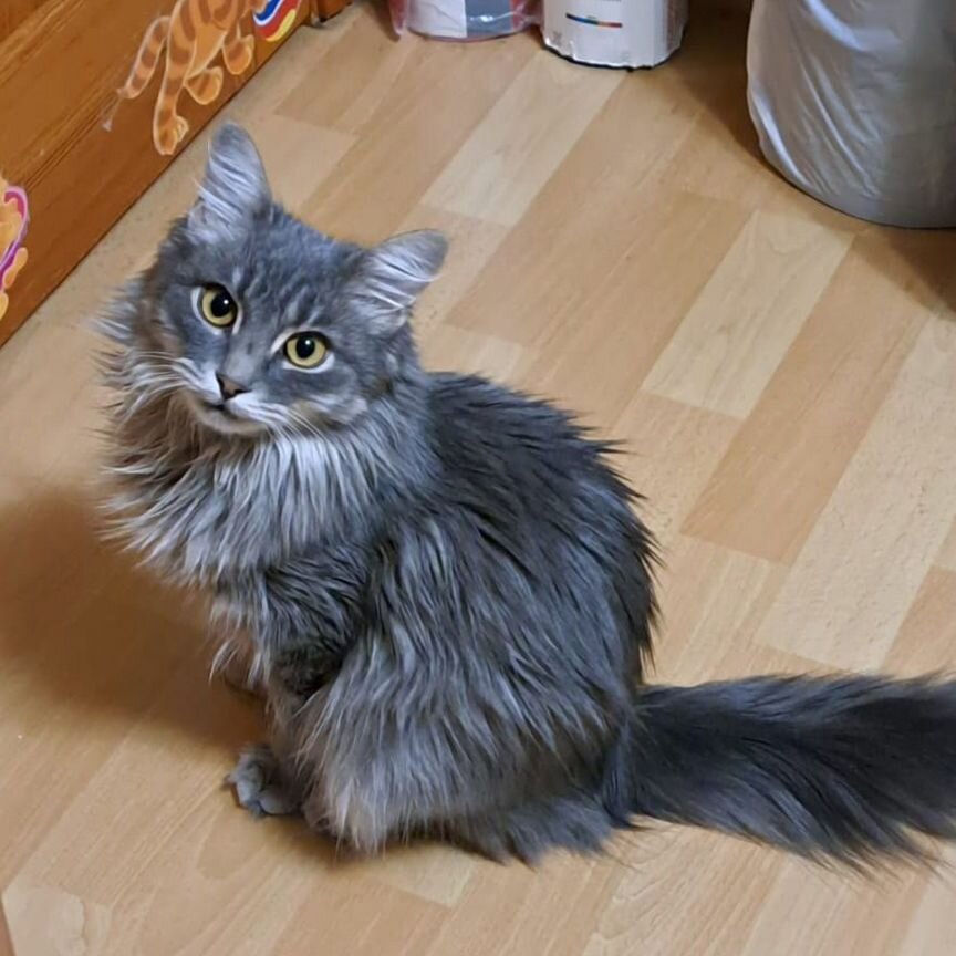 Дымчатому котику нужен дом