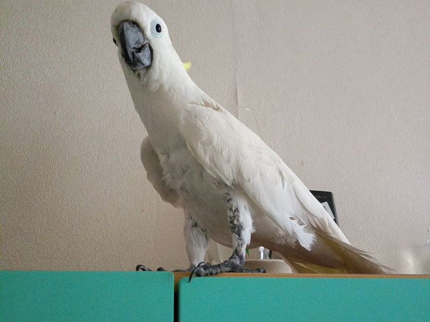 Попугай какаду