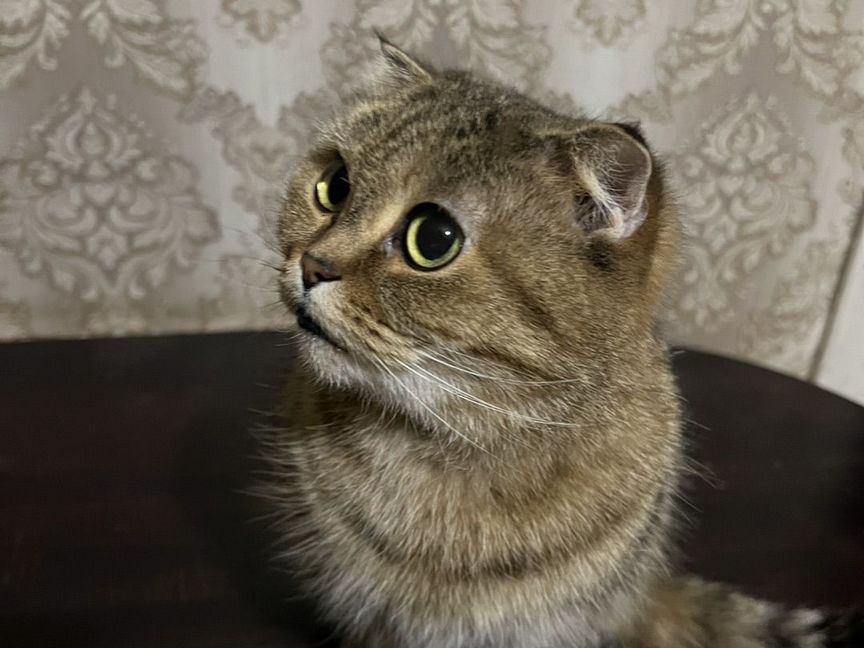 Шотландская