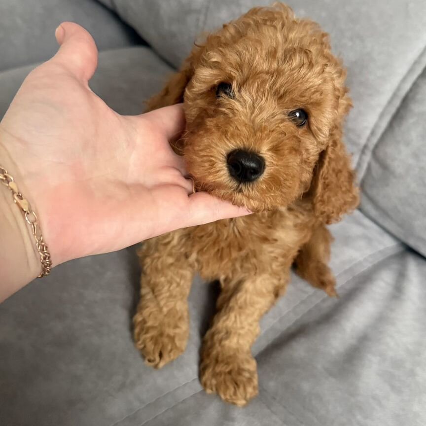 Той-пудель, щенок