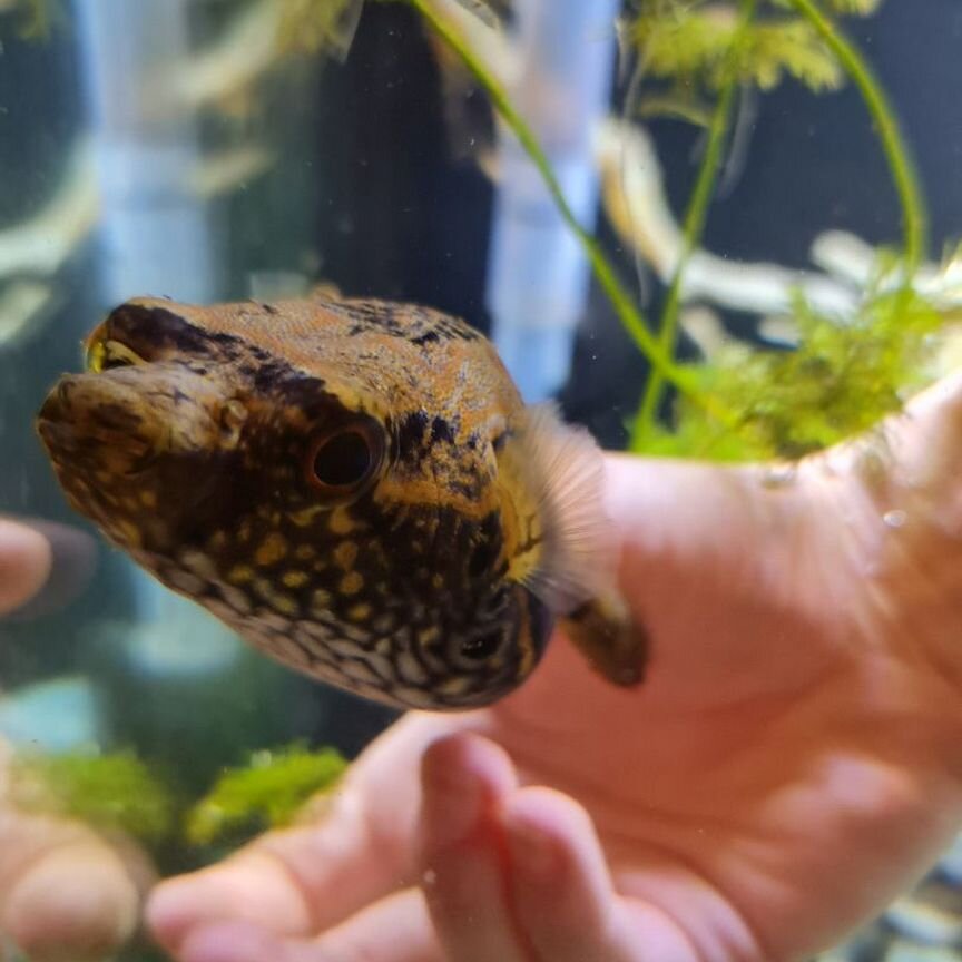 Тетрадон горбатый