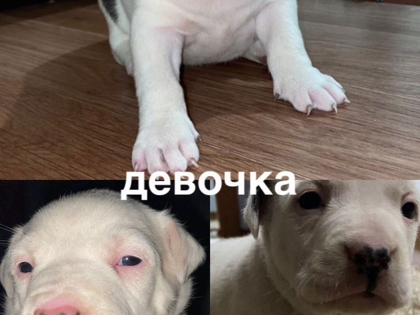 Собака