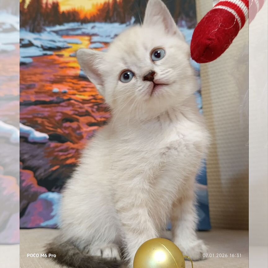 Невский маскарадный котёнок