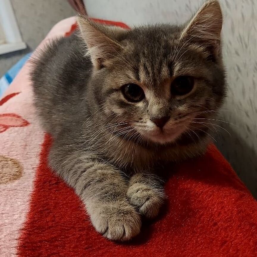 Котёнок в добрые руки