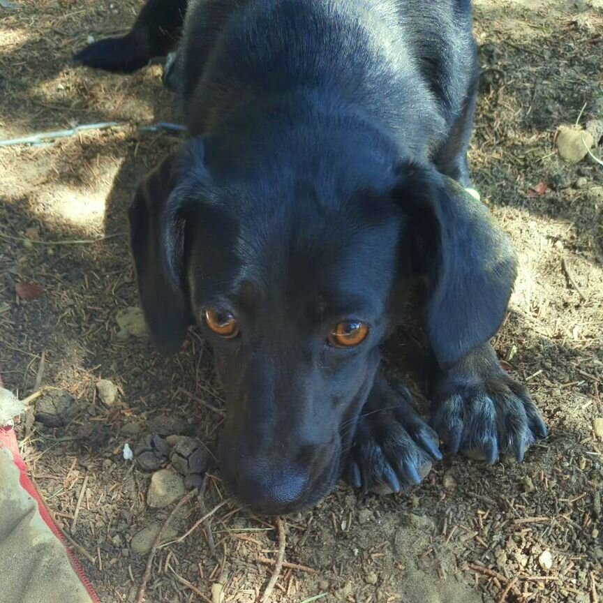 Леди Буся ищет семью