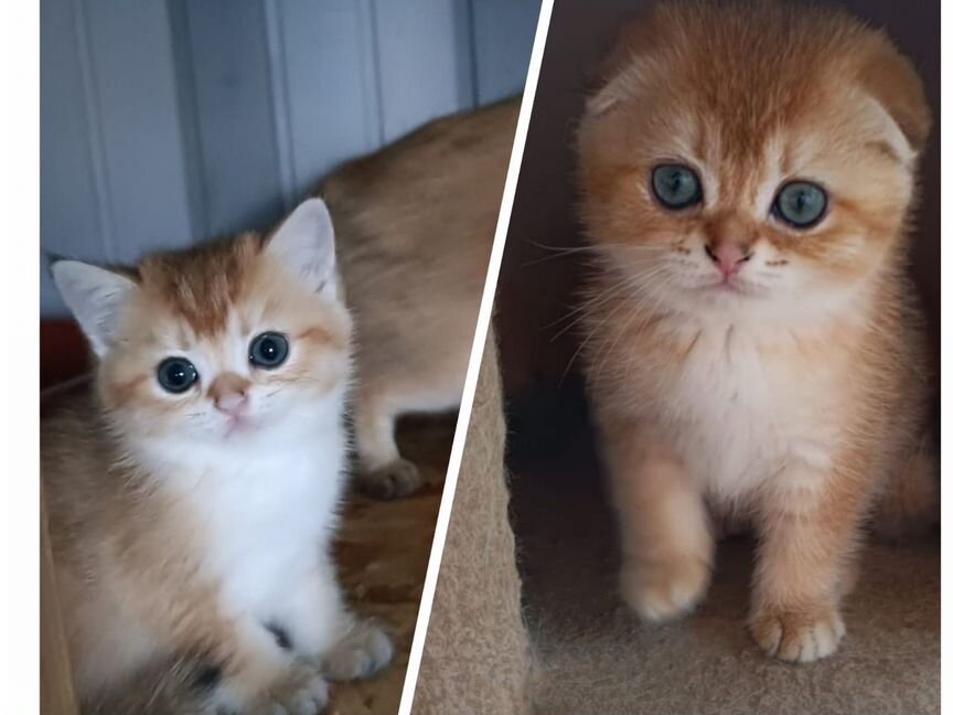 Шотландские котята