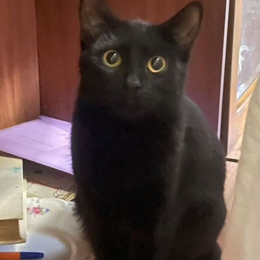 Котик в приюте 7 мес