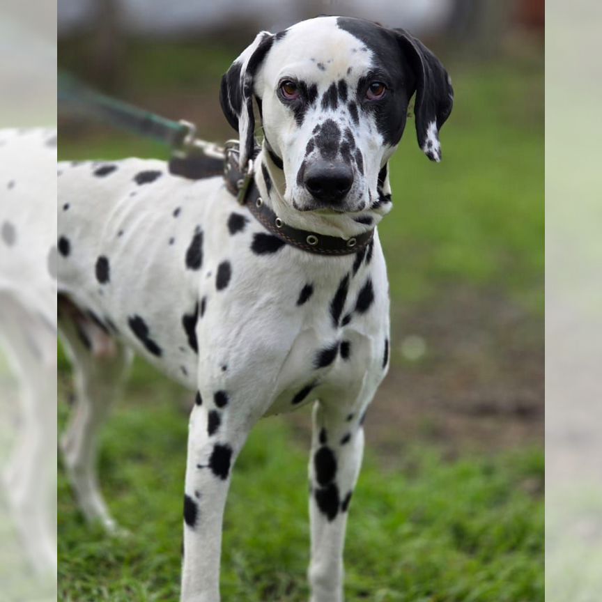 Далматин, взрослый пёс