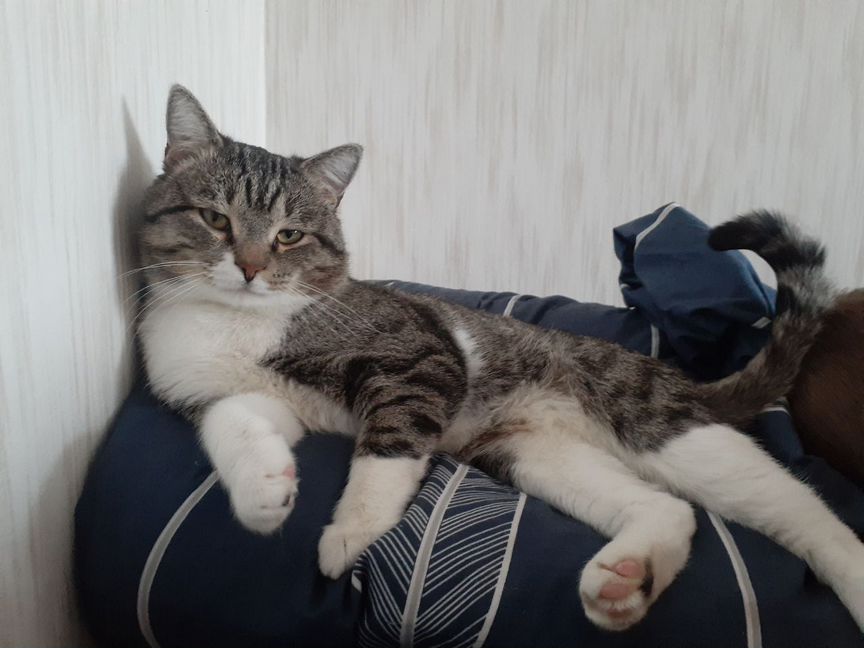 Потерялся кот