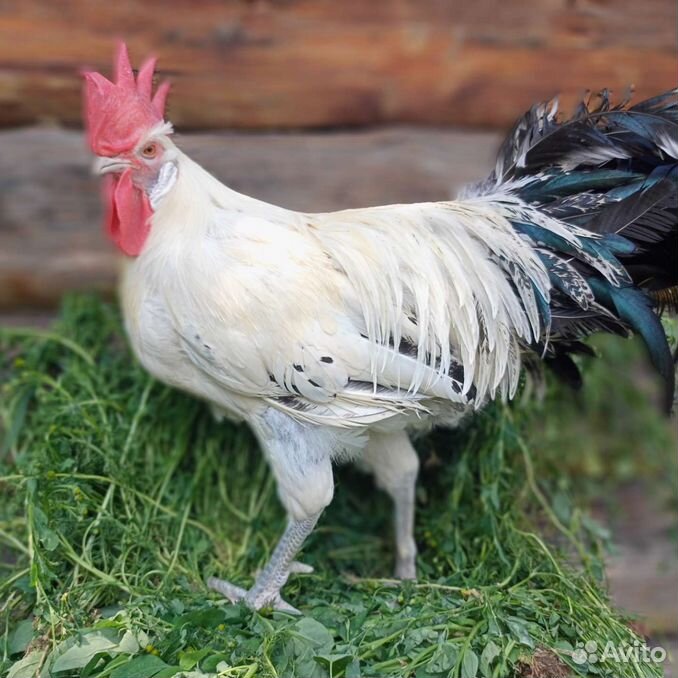 Петухи остфризской чайки