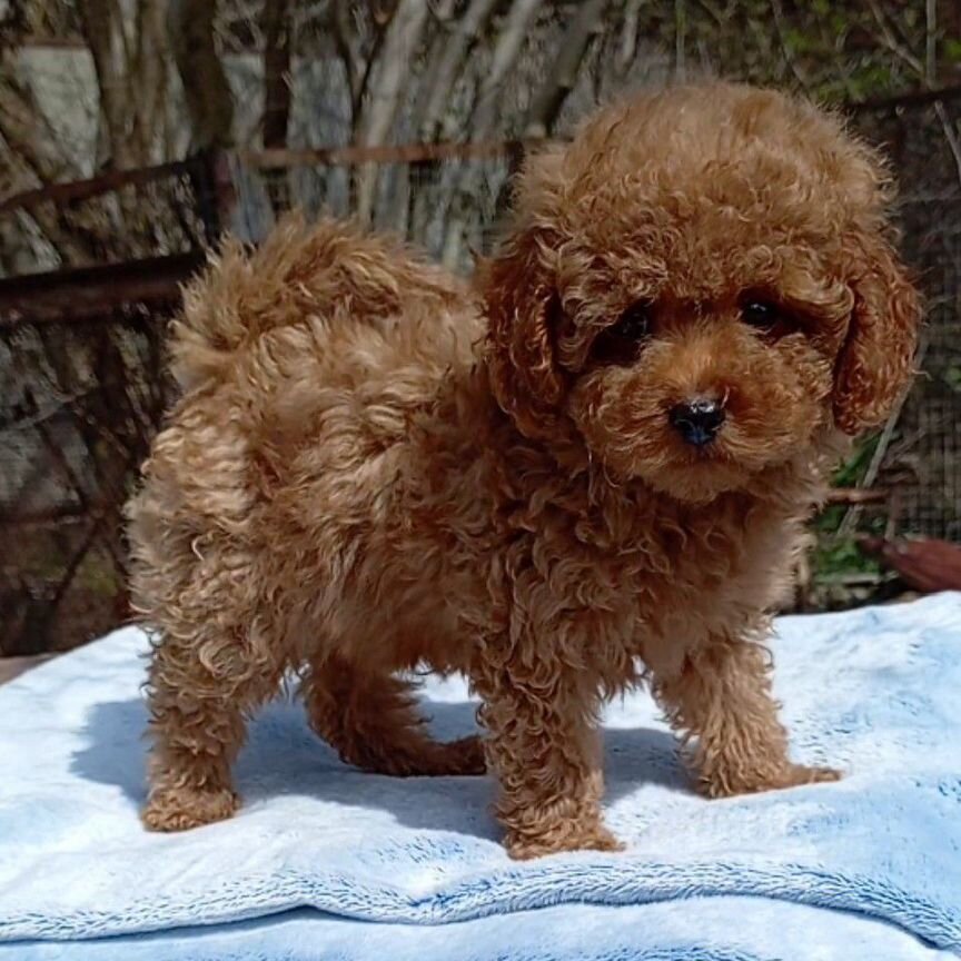 Той-пудель девочка