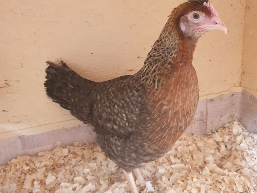 Куры молодки