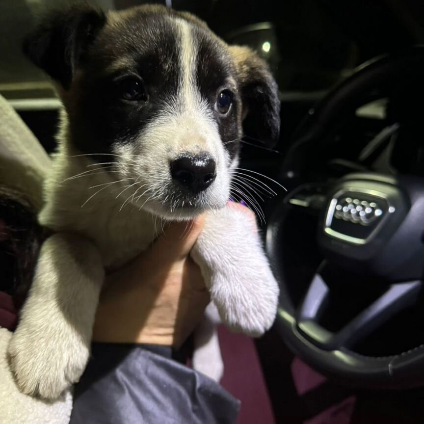 Собака в добрые руки отдам бесплатно