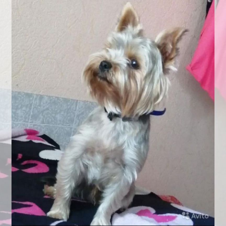 Йоркширский терьер, взрослый пёс