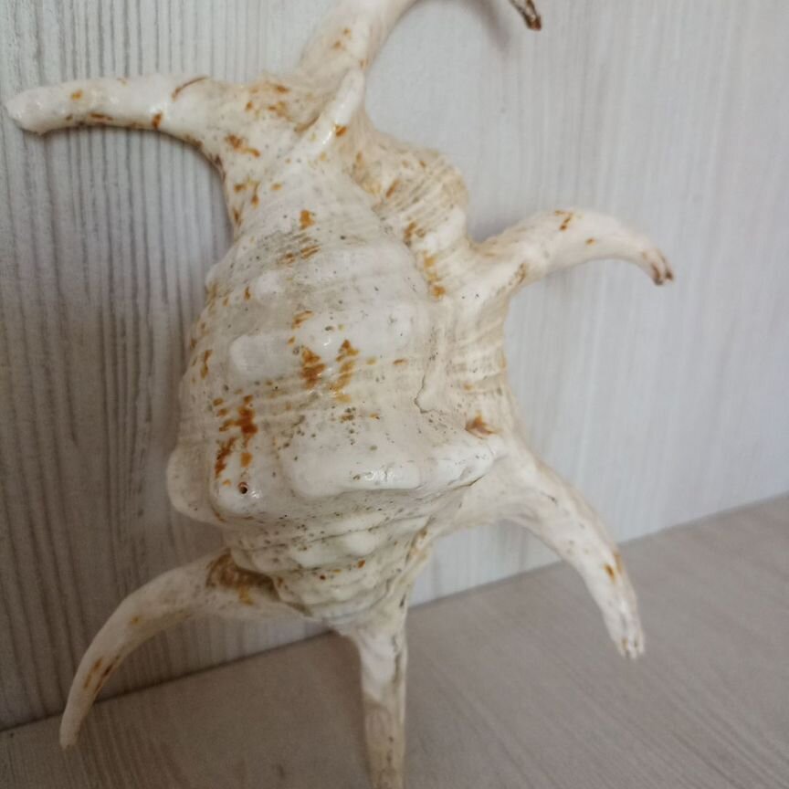 Ракушка
