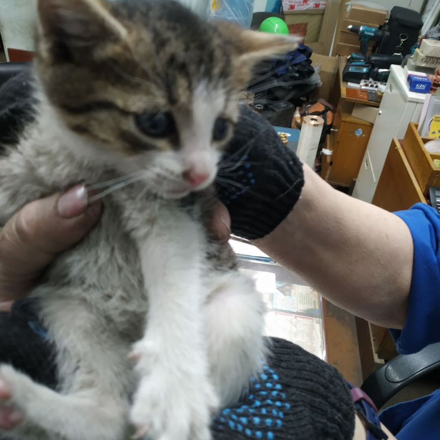 Котята 2шт маленькие бесплатно