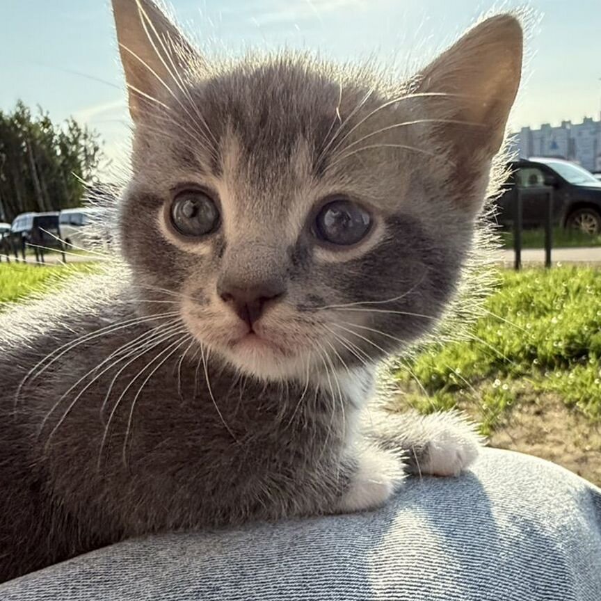 В добрые руки котёнок 1,5 месяца