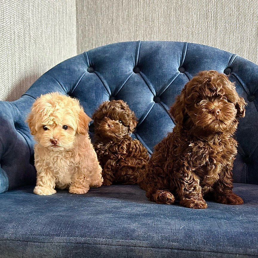 Мальтипу, щенок