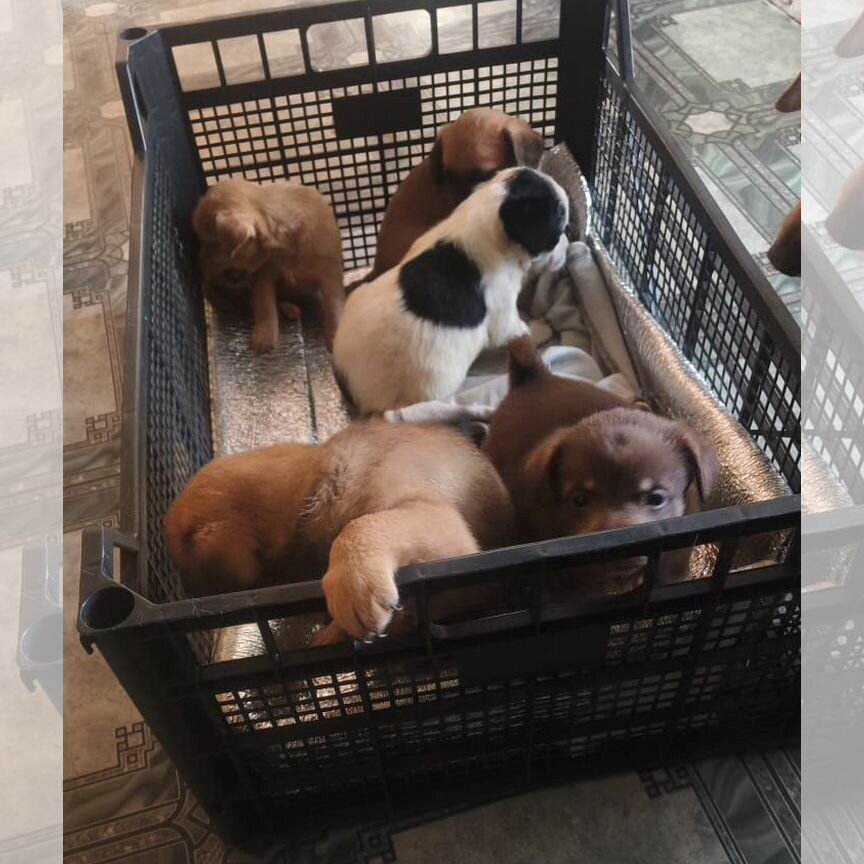 Русский той-терьер, щенок