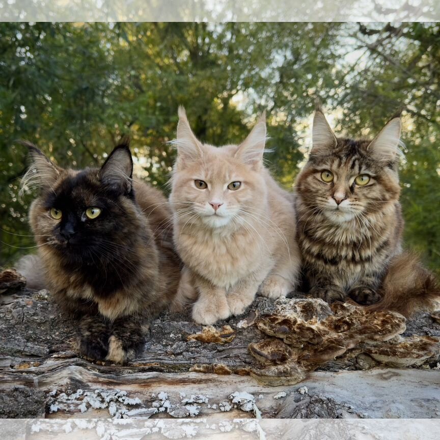 Котята мейн-кун