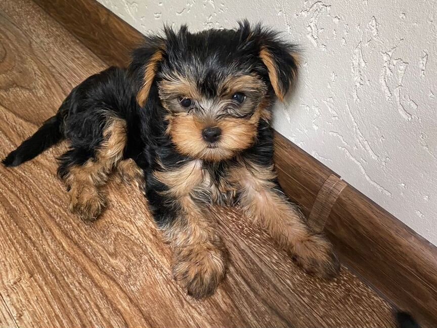 Йоркширский терьер щенки