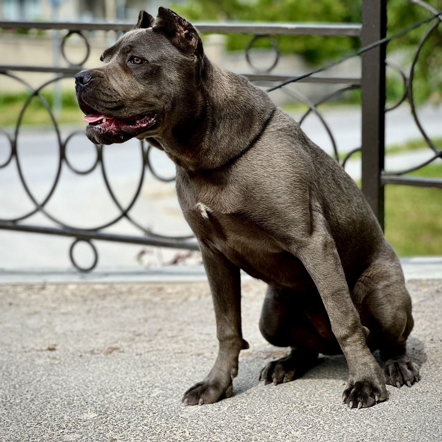 Кане корсо в добрые руки