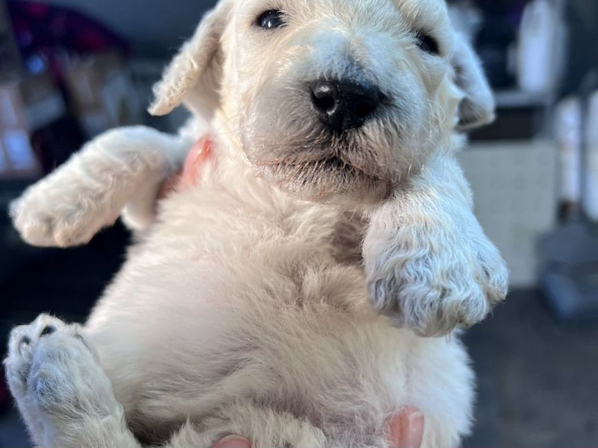 Большой пудель