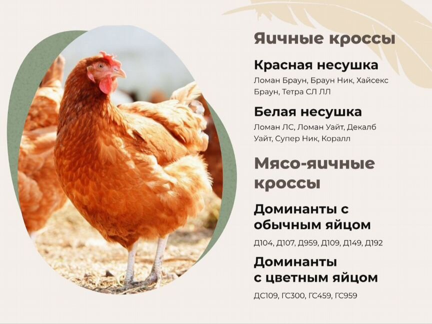 Инкубационное яйцо кур несушек