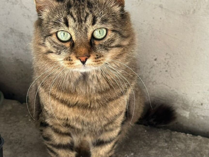 Сибирский кот